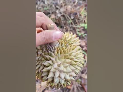Durian jatuh masak - YouTube