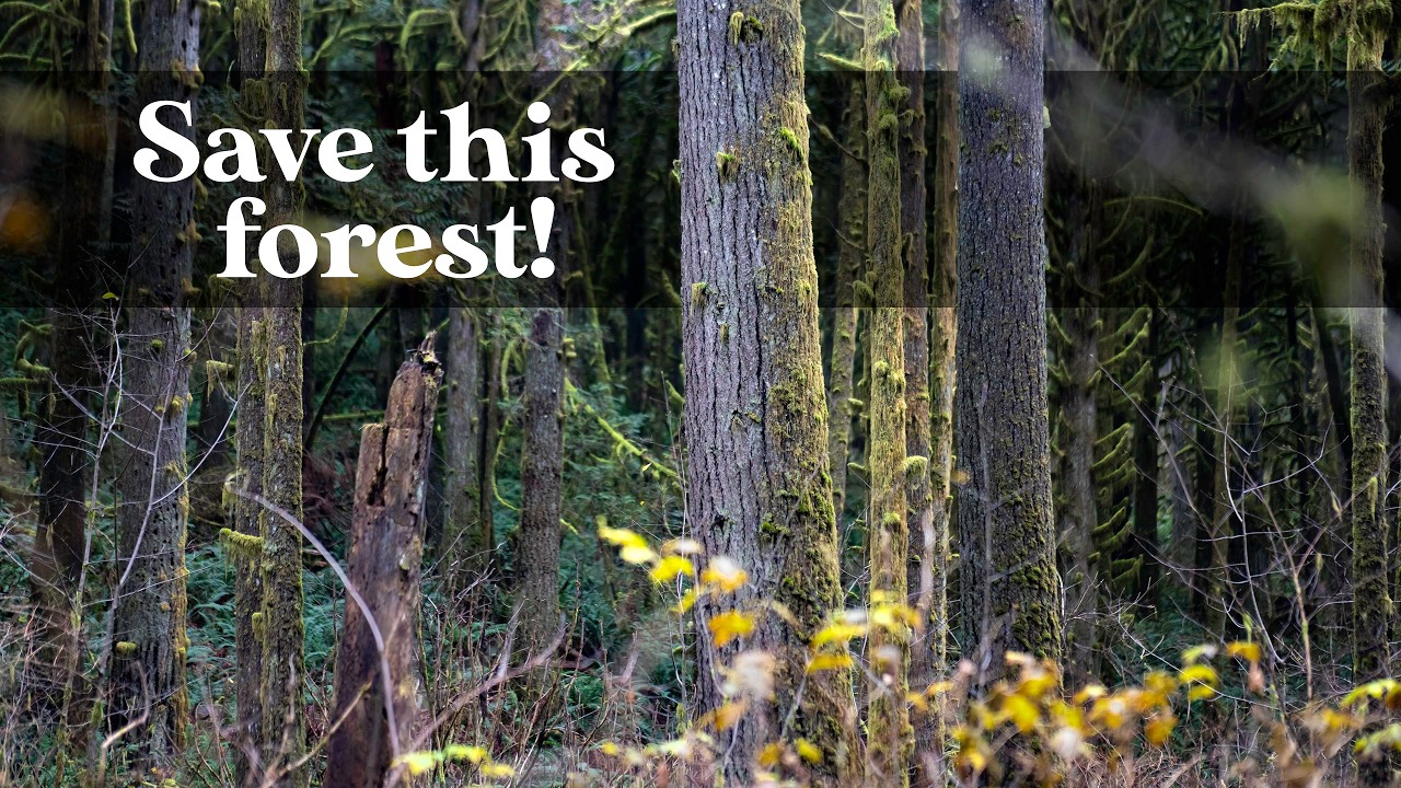 Stop the Carrot Timber Sale - Protect our Legacy Forests! - YouTube