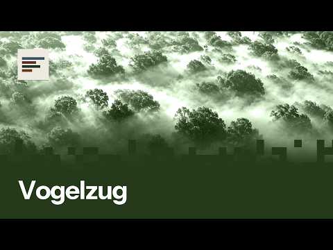 Wie funktioniert eigentlich der Vogelzug?