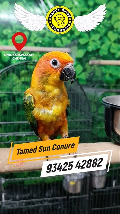 Fully Tamed Sun Conure Birds Available in Fancy Birds Chennai Shop OMR karapakkam #parrot # ...