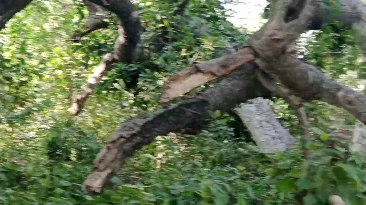 the big python of a village 😱 beautiful village ️ dangerous python ...