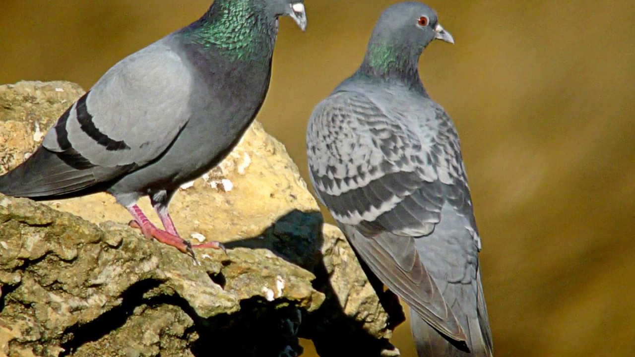 Rock dove - Rotsduif - YouTube