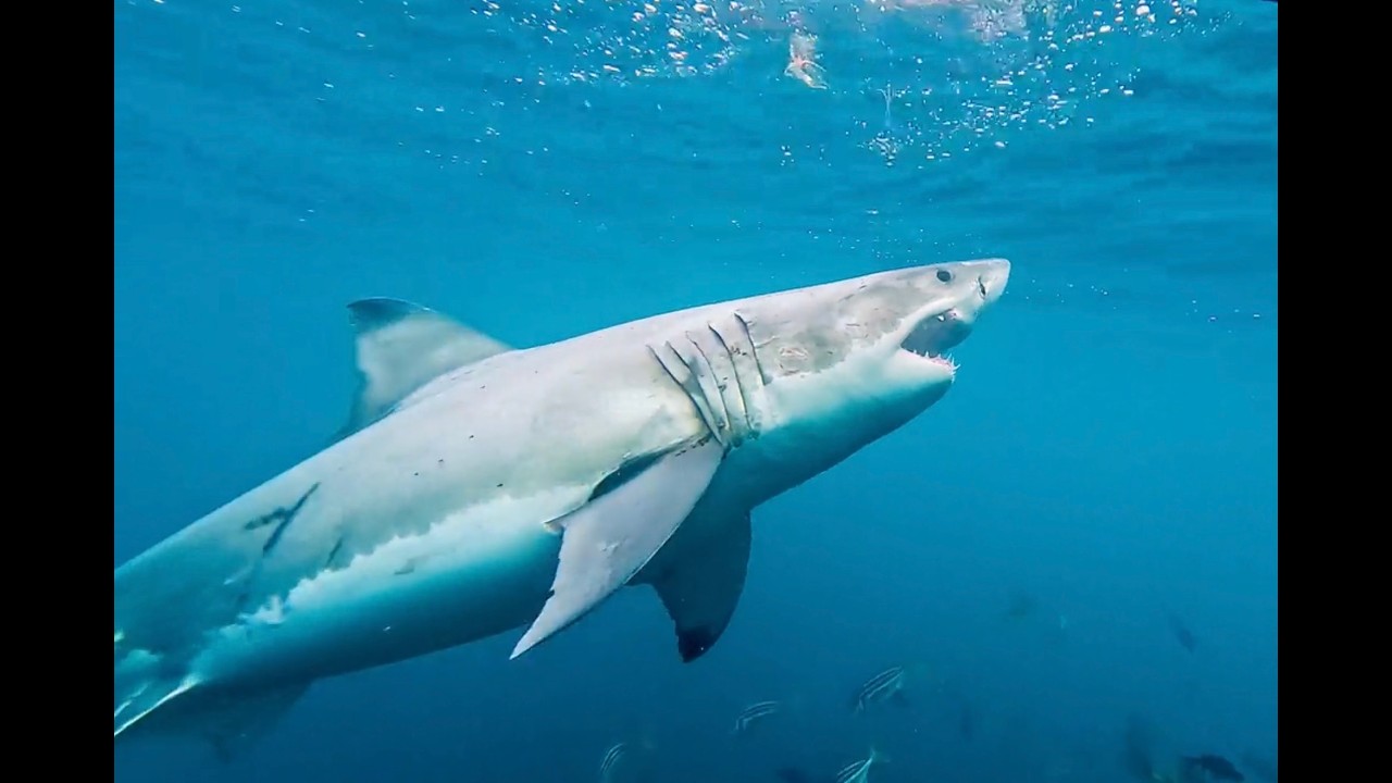🦈 Shark Bites Fishing Line – Incredible Underwater Encounter! 🦈🎣l # ...
