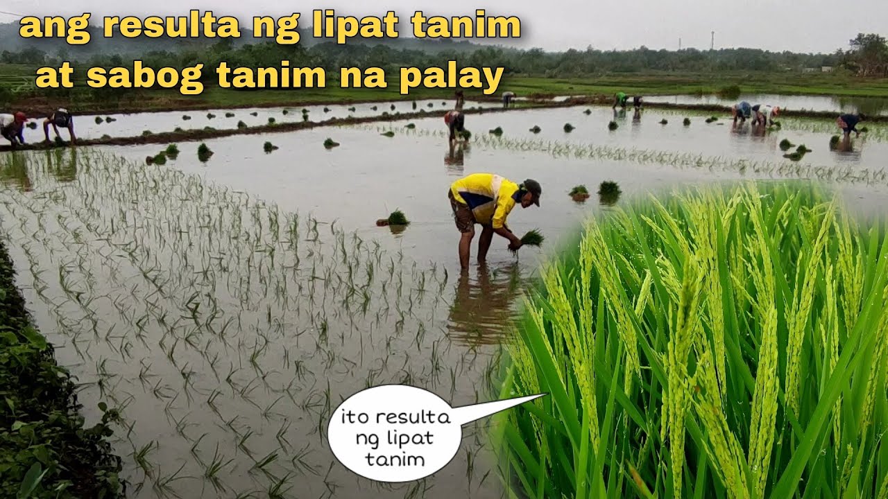 Ganito ginagawa sa Lipat Tanim at Sabog Tanim | jo wel - YouTube