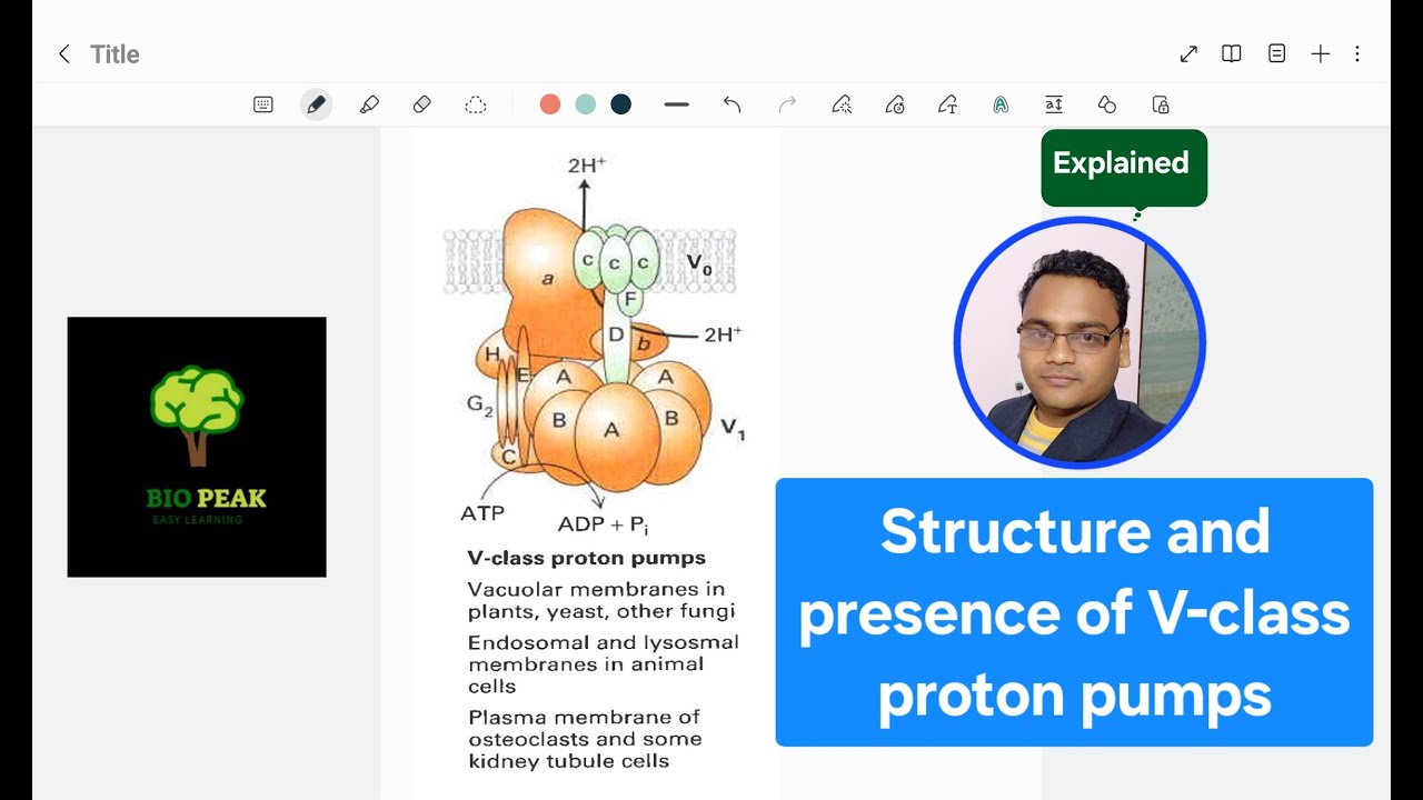 V class proton pump structure and presence - YouTube