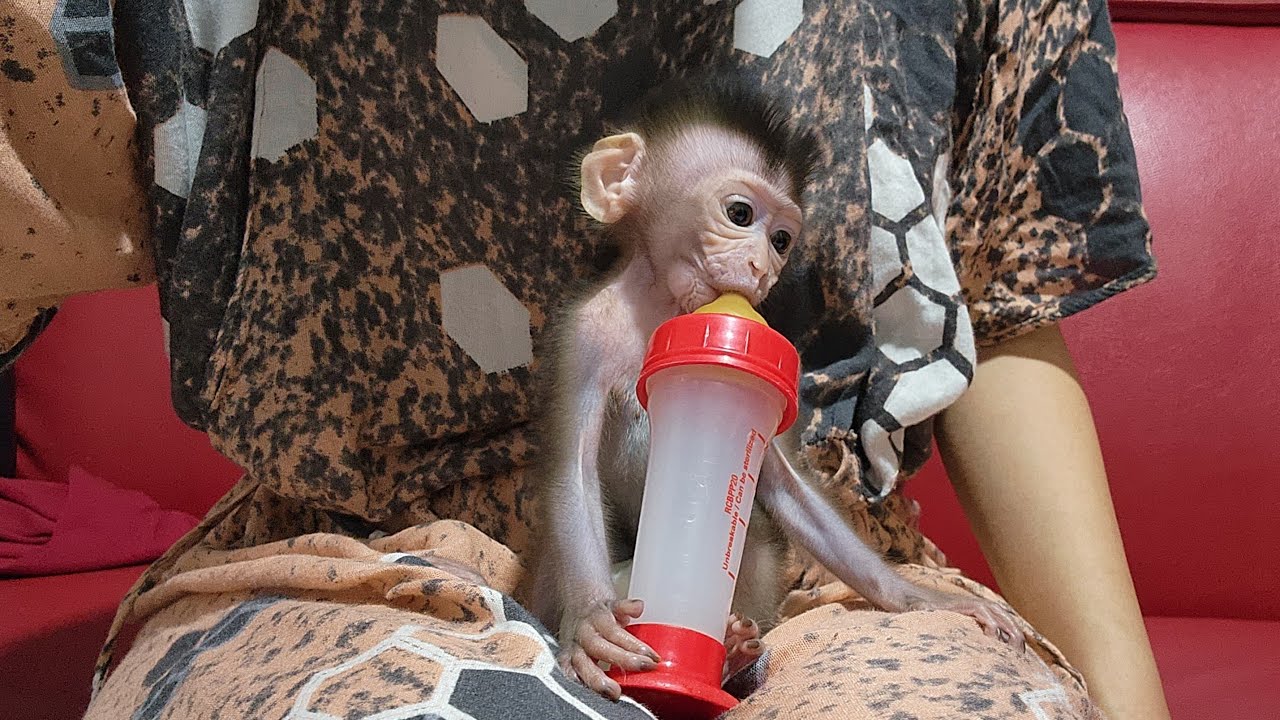 Newborn Baby Monkey Boy Morning with His Milk - YouTube