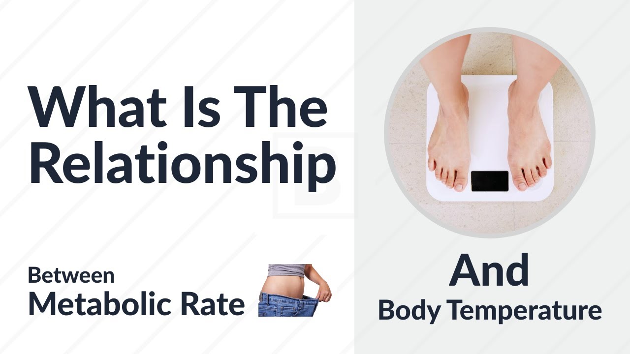 What Is The Relationship Between Metabolic Rate and Body Temperature ...