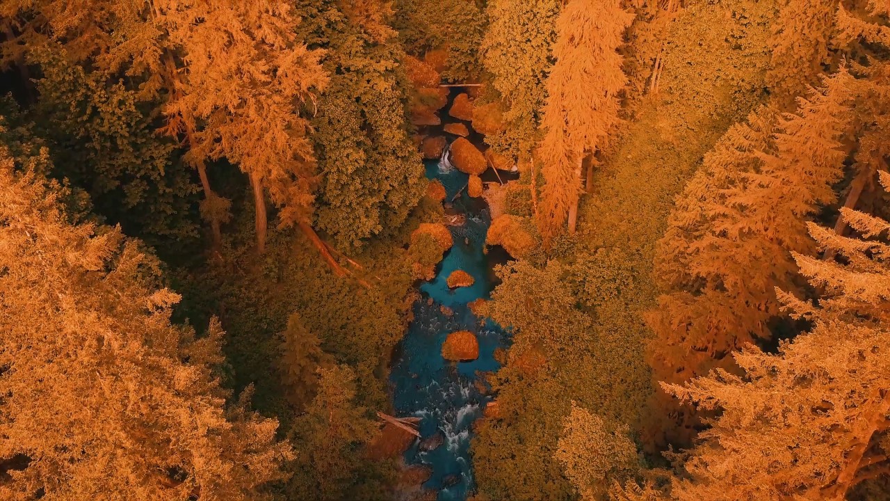 Aerial adventures in honey forest (DJI Mavic Pro) - YouTube