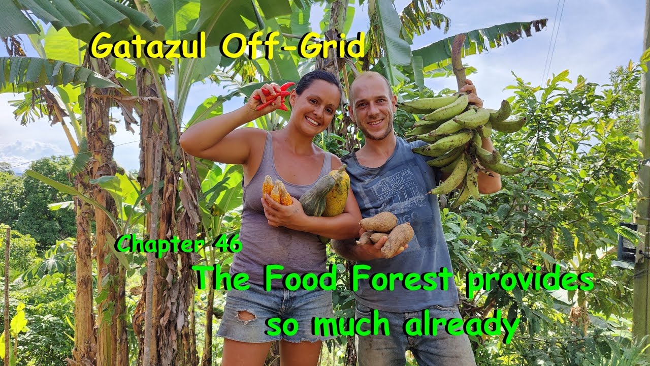 The Food Forest provides so much already! - Off-Grid in Colombia - YouTube