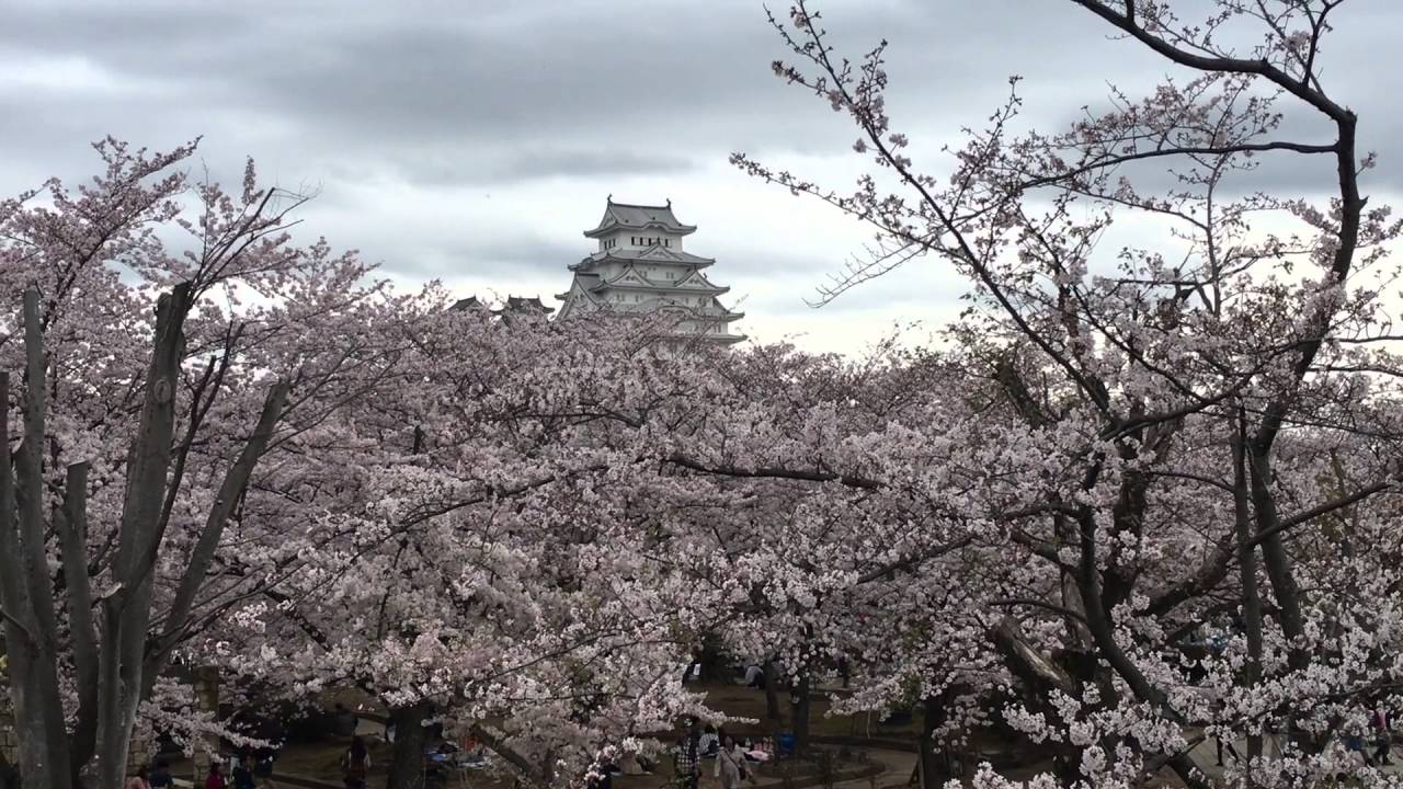 Transient Beauty of Cherry Blossoms - YouTube