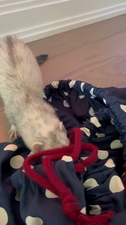 Your pet loves to get in your way🐾Ferret #ferret #petlover #animal #cutepet #animallover #fluffy ...