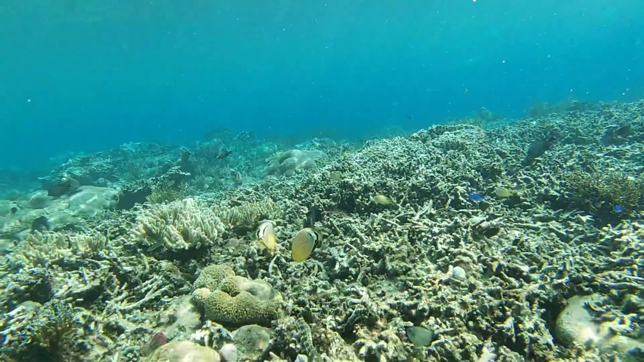 Pulau Mojo Indonésie – Plongée en tuba dans les récifs coralliens ...