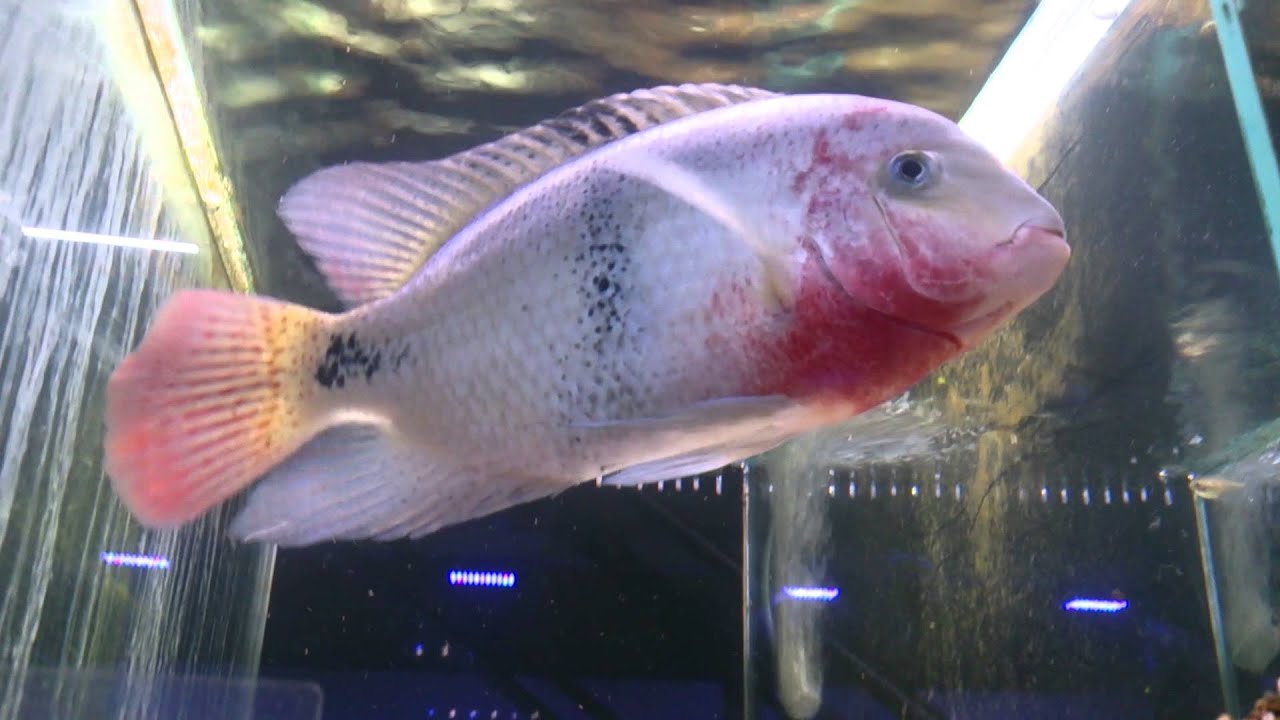 Dog in a fish tank pet fish! - YouTube