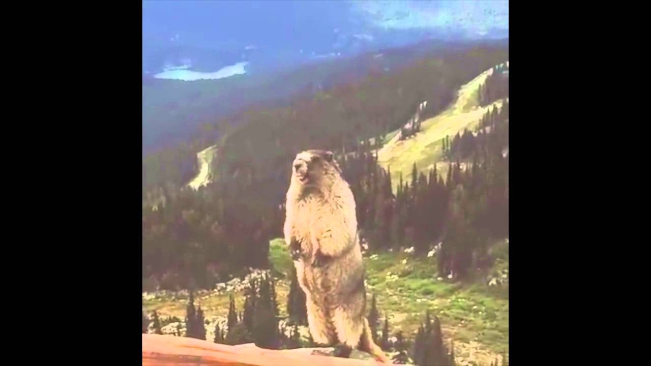 Badger Scream - YouTube