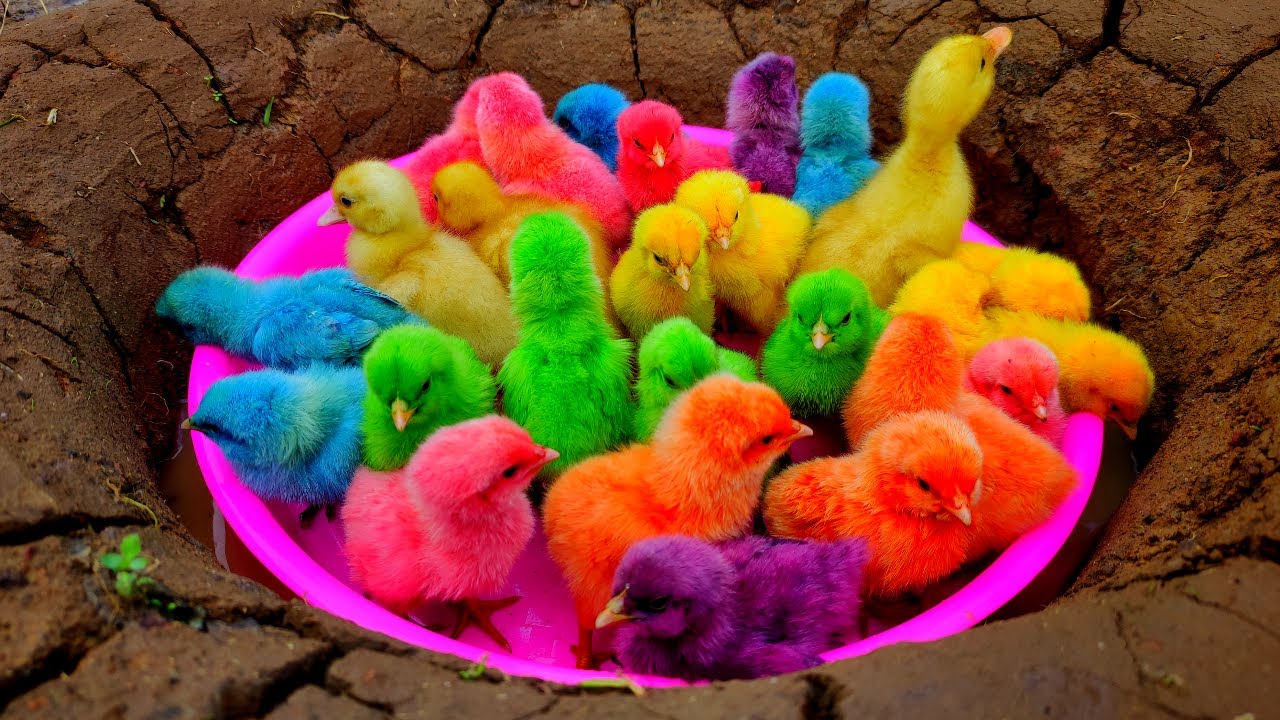 Menangkap Ayam Lucu Bebek Ayam Warna Warni Itik Ayam Rainbow Ikan Hias ...
