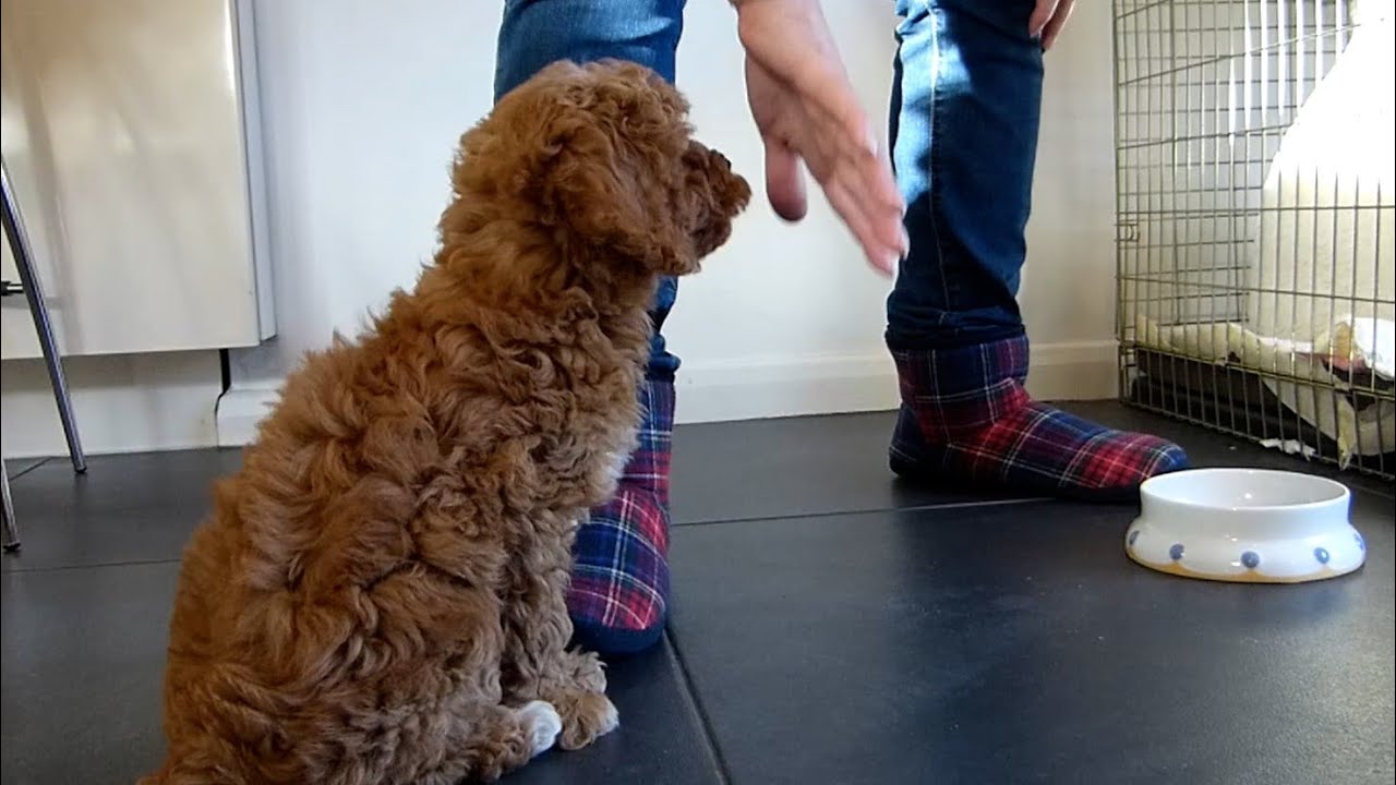 Cockapoo puppy training - 3 - wait for food - YouTube