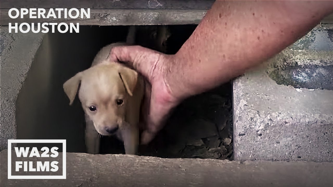 Houston Dog Rescuers Save Homeless Puppies From Under House - Hope For ...