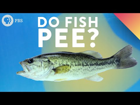 Do Fish Pee?
