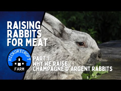 Raising Rabbits for Meat | Why We Raise Champagne d'Argent Rabbits on ...