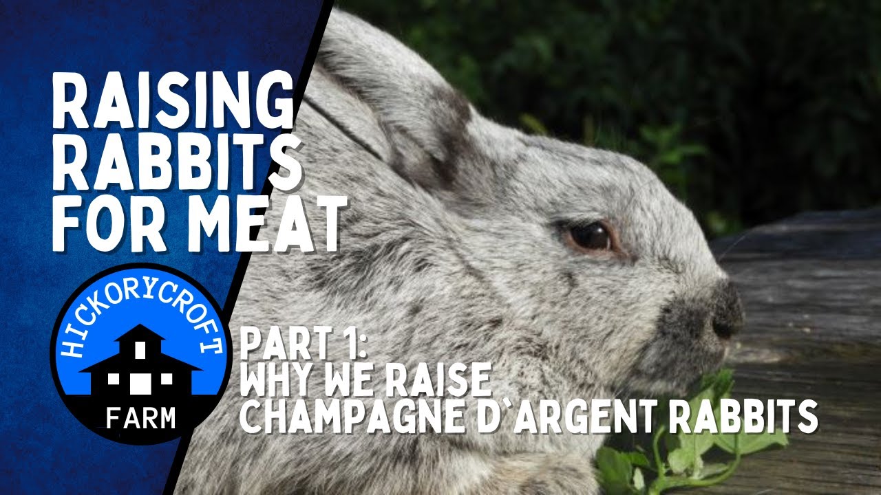 Raising Rabbits for Meat | Why We Raise Champagne d'Argent Rabbits on ...