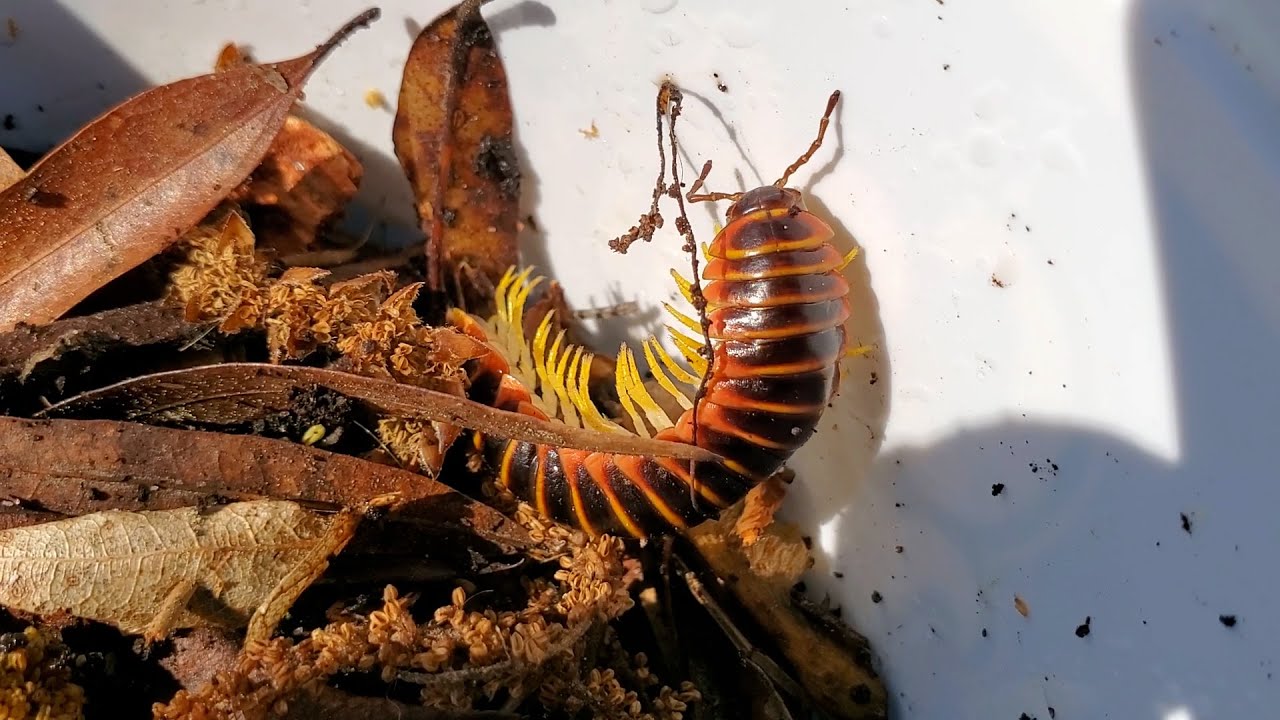 Cherry Millipede | Secret Life of Bugs Check-In - YouTube