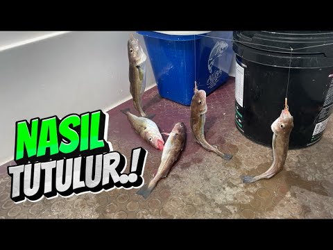 Derin Sularda Yemli Olta mezgit avı Nasıl Yapılır