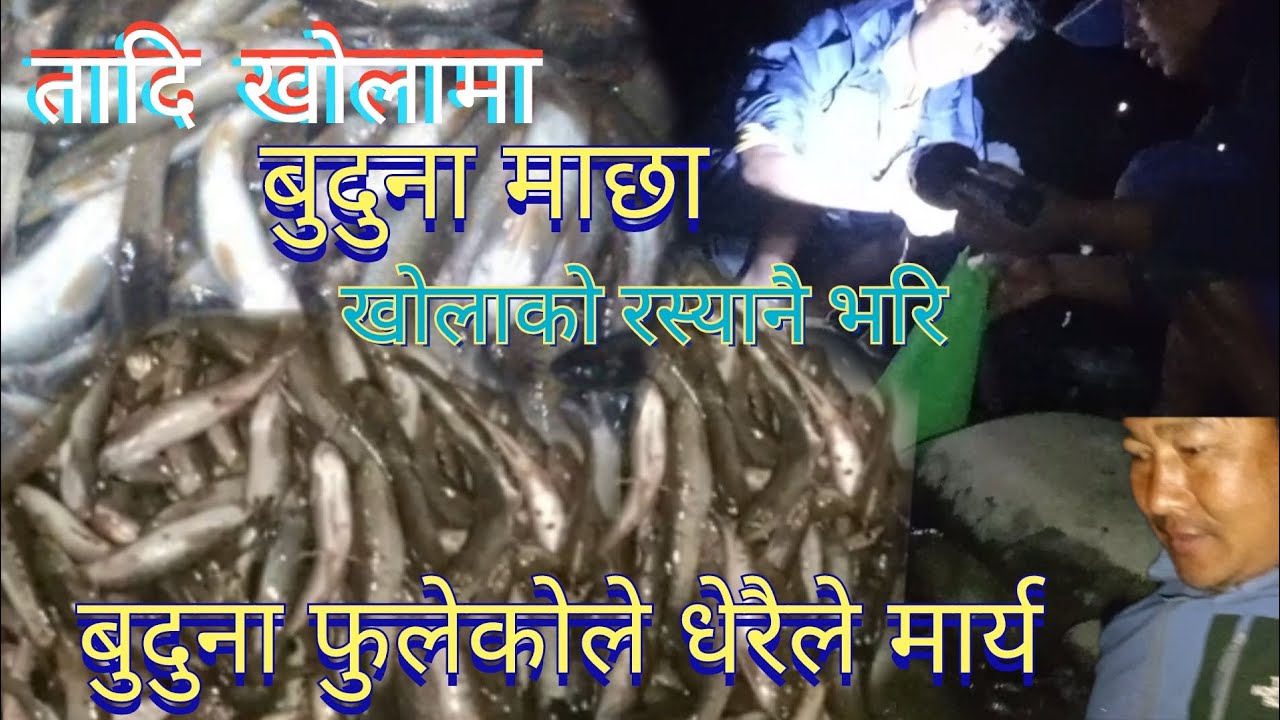 Tadikhola night fishing buduna fuleko ।।#bishnu deva Rai - YouTube