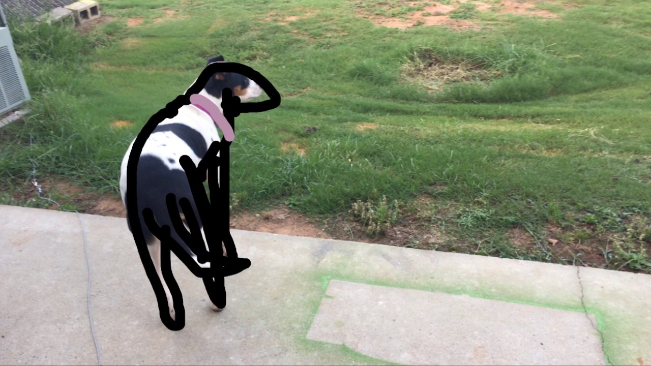 Rotoscope dog keyframe animation - YouTube