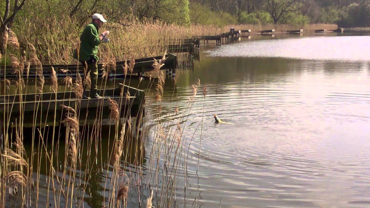 Pike on the fly - small Jack at Loughgall Lake 22.04.15 - YouTube