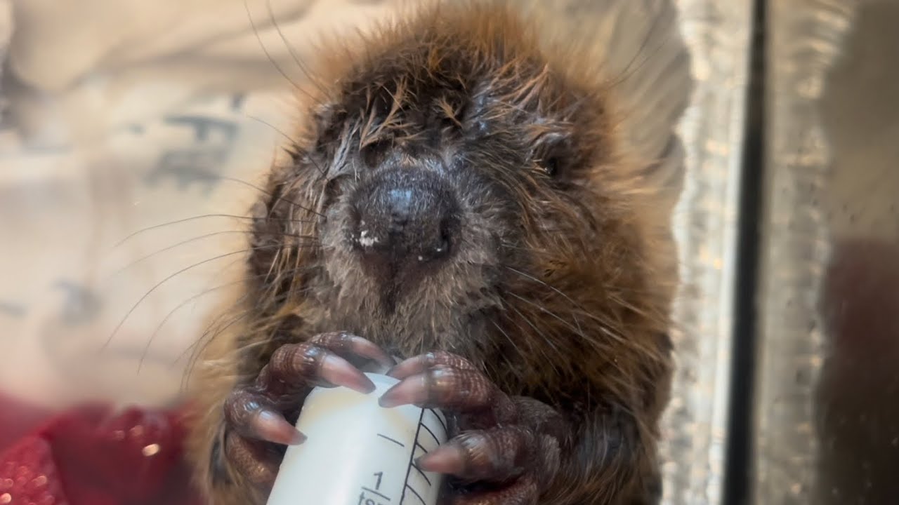 Good Morning from Baby Rescue Beaver - YouTube