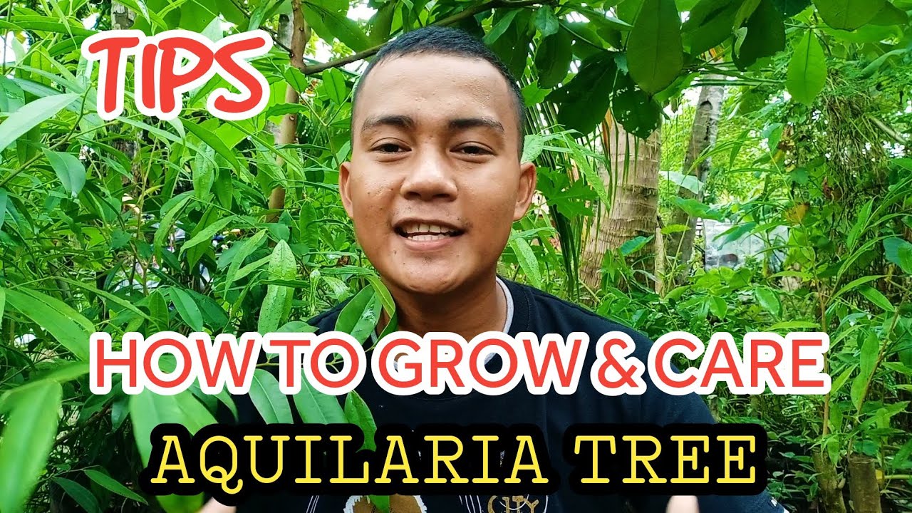 HOW TO GROW AND CARE FOR Uprooted & Plain Cutting AQUILARIA TREE ...