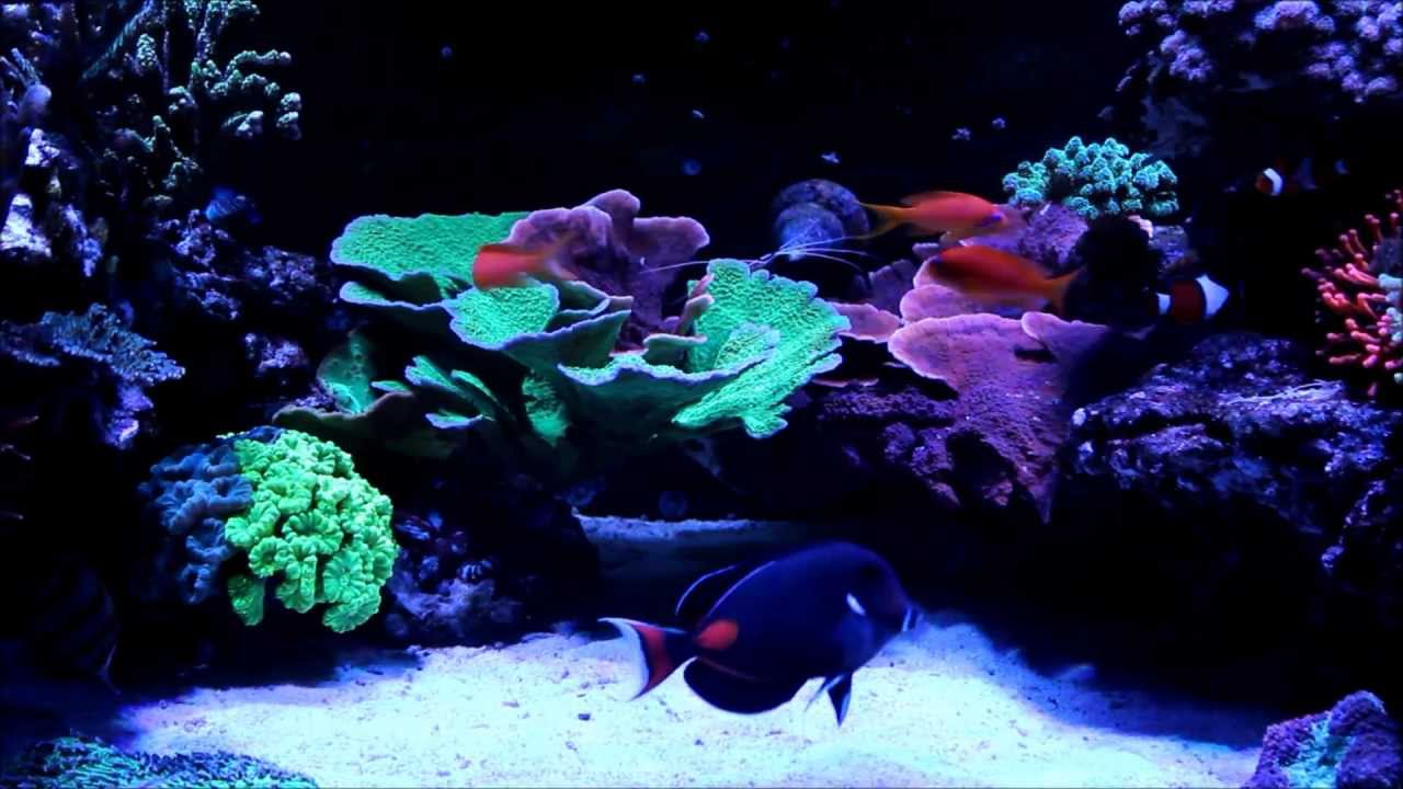 Razor Maxspect Reef Tank - YouTube