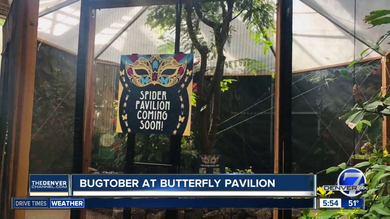 New spider pavilion opens today at Butterfly Pavilion - YouTube