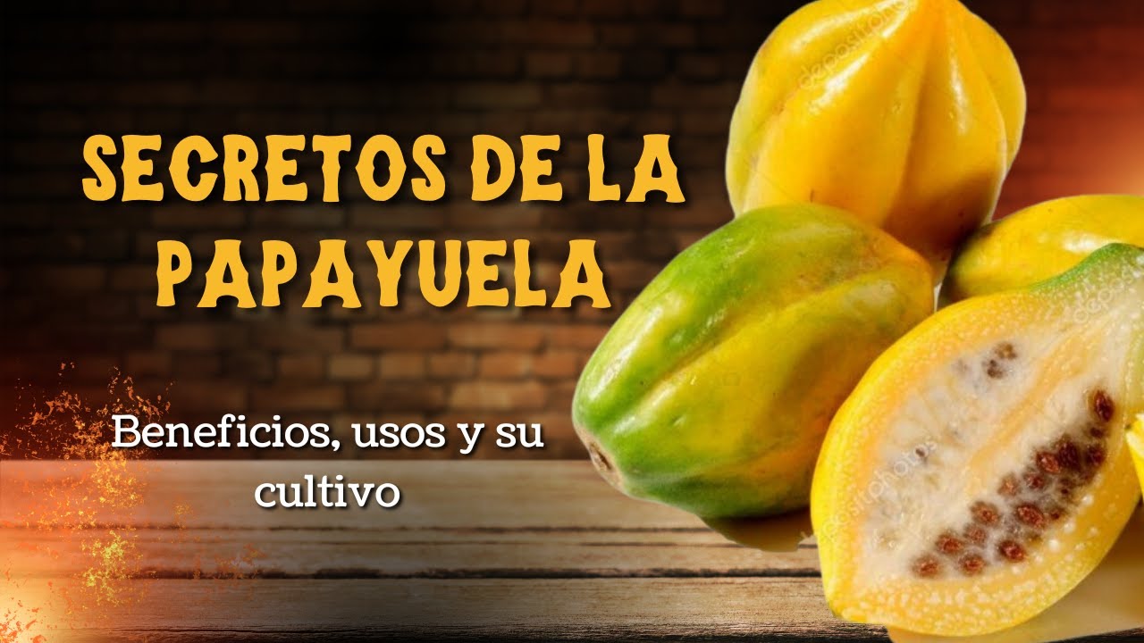 Descubre los secretos de la papayuela: usos y beneficios - YouTube