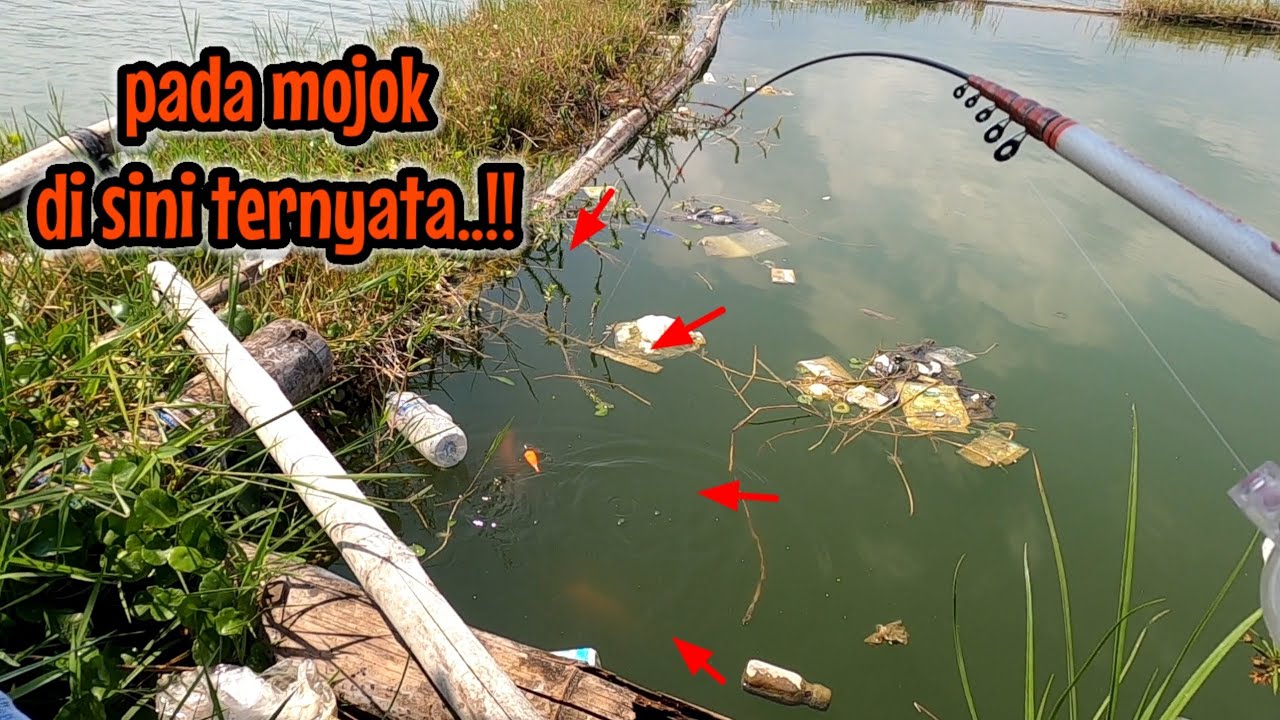 SEPASANG BABON LAGI MOJOK TERTANGKAP‼️mancing ikan hama red devil NAHOL ...