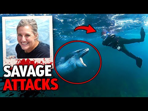 These 3 People Were ATTACKED By Leopard Seals While Scuba Diving! - YouTube