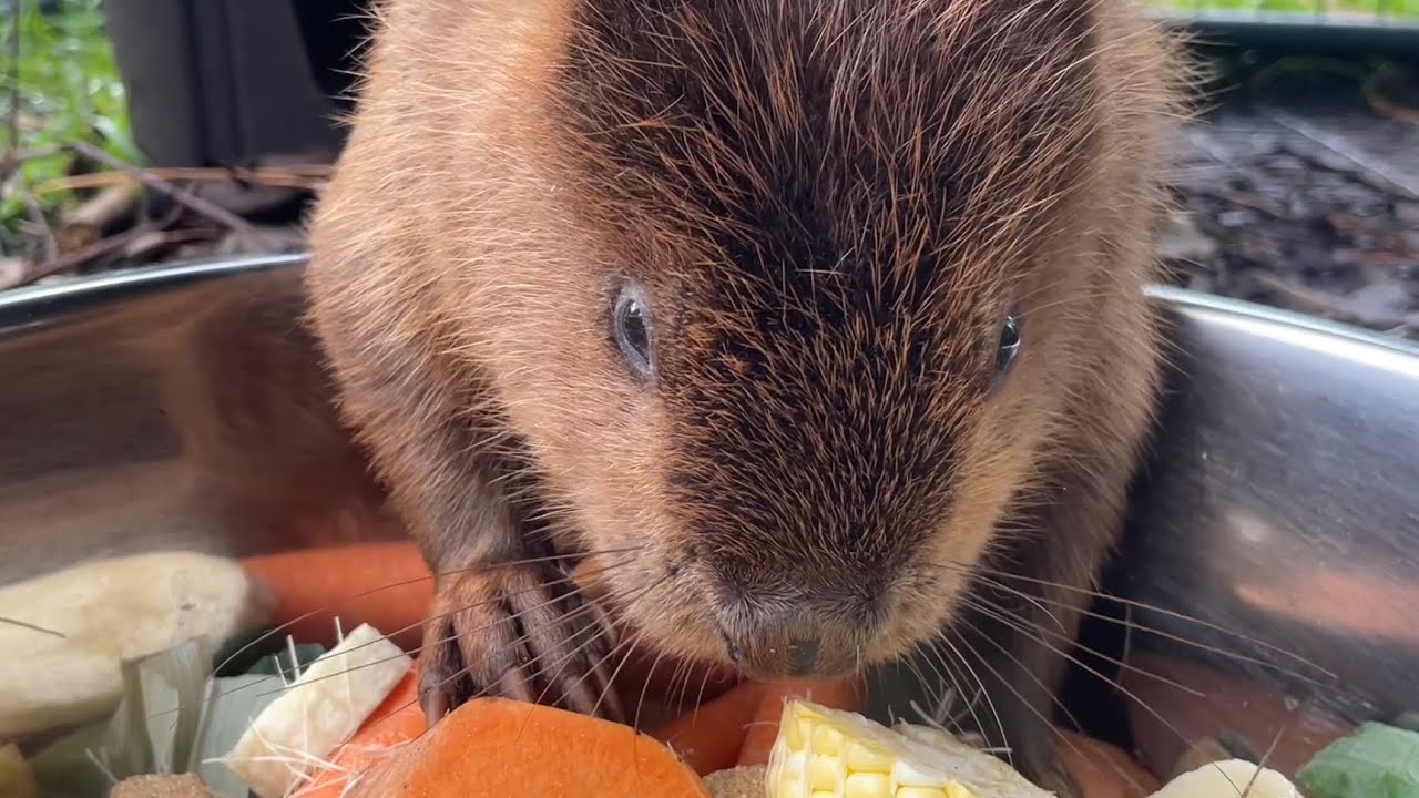 Dinner time for the beavers - YouTube