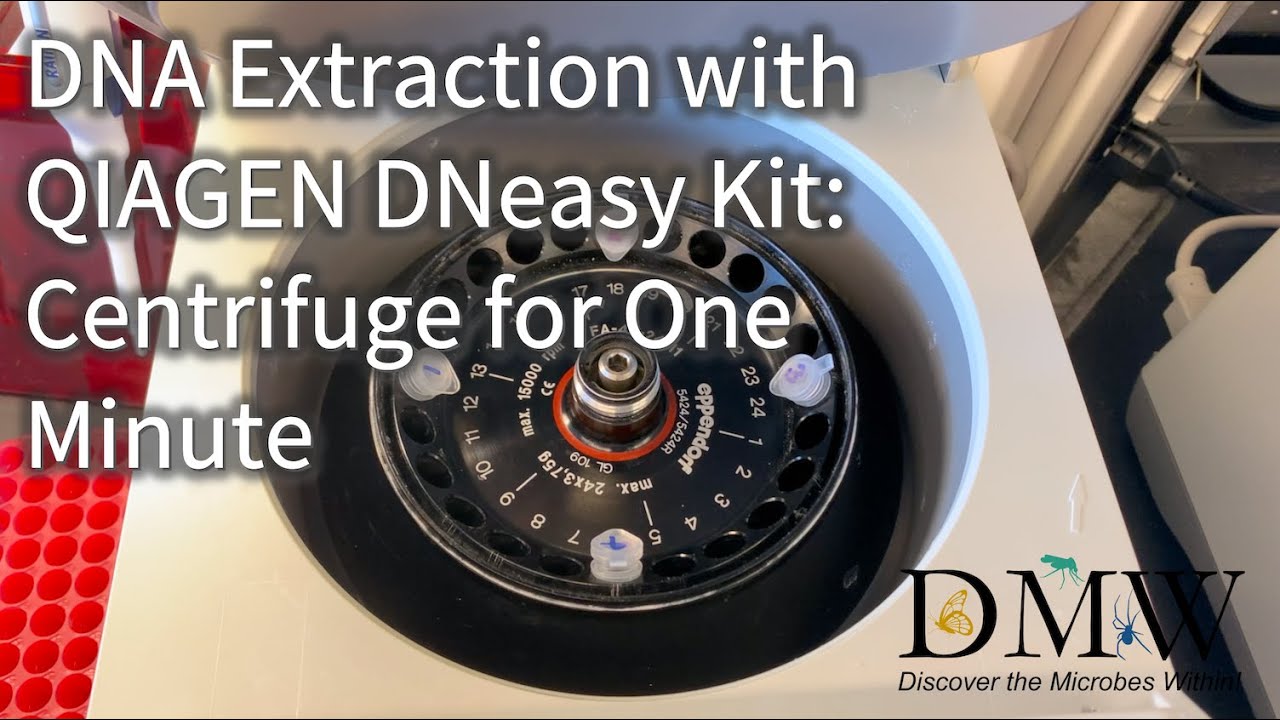 DNA Extraction with QIAGEN DNeasy Kit: Centrifuge for One Minute - YouTube