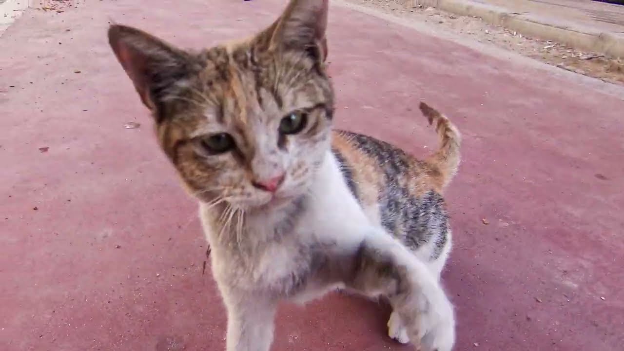 CUTE KITTEN FIGHT: The Most Adorable Playful Catfights You'll Ever See ...