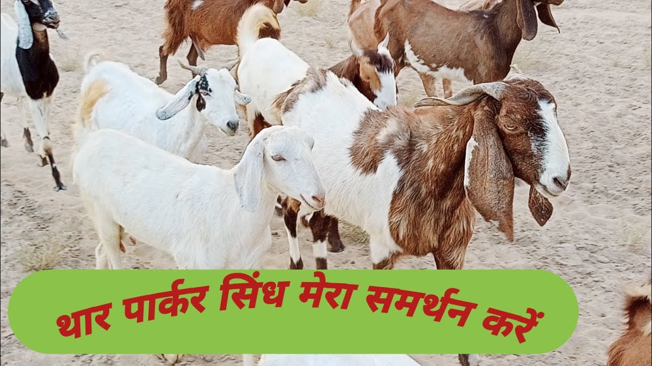 pateri goats l white goat farm l pakistan family vlog l pure mud house ...
