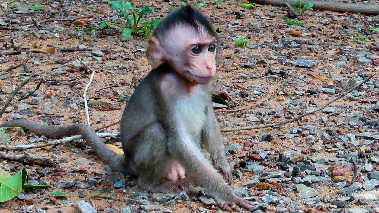 So Pity Baby Monkey MOBY, Mommy Pass Away And Leave Him Alone - Anna ...
