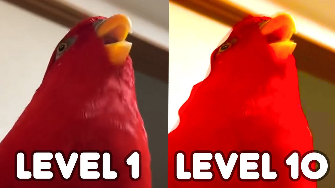 red bird meme - 10 LEVELS BASS BOOST + BONUS - YouTube