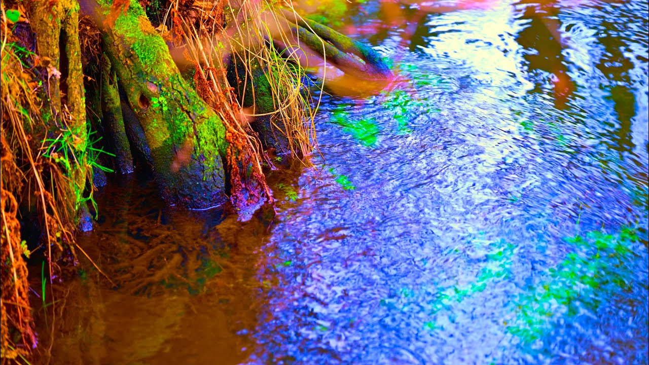 4K Relaxing River (shot with Nikon Z8) - peaceful forest river - for ...