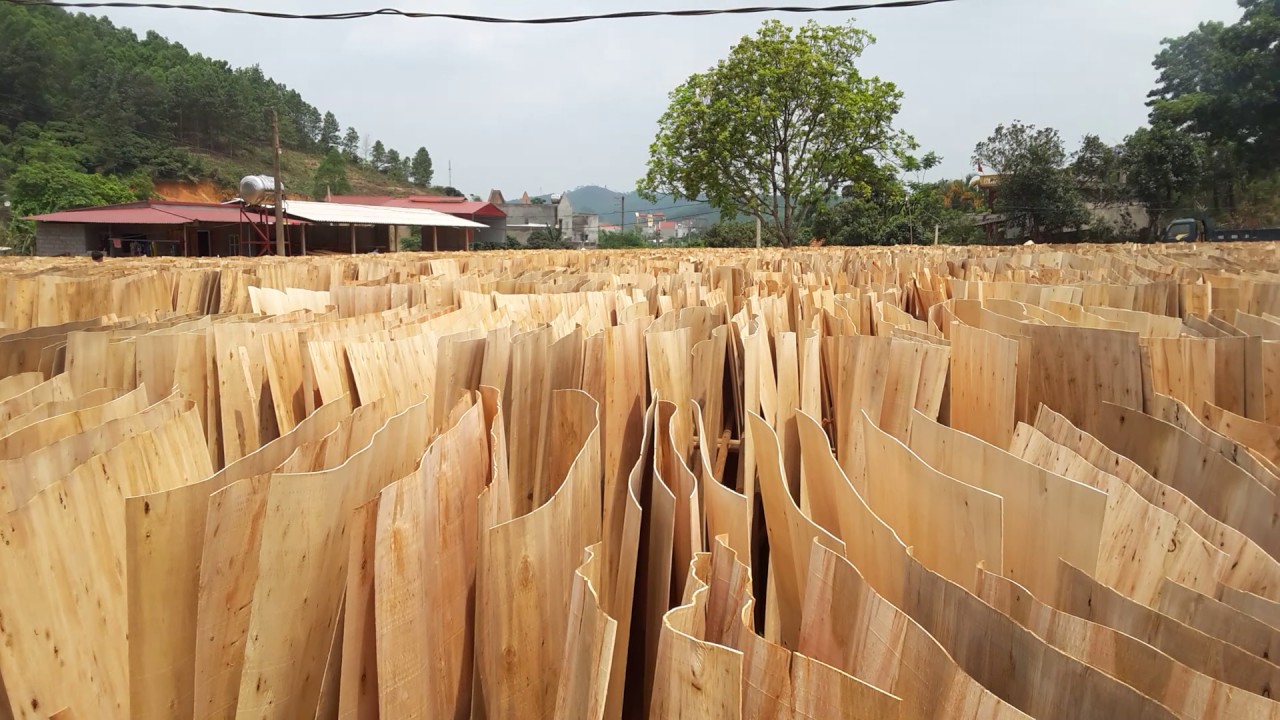 Eucalyptus core veneer best quality - YouTube