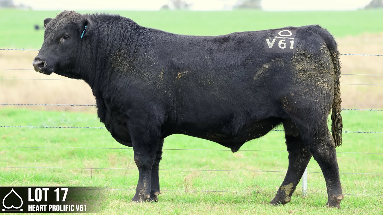 LOT 17 HEART PROLIFIC V61 - YouTube