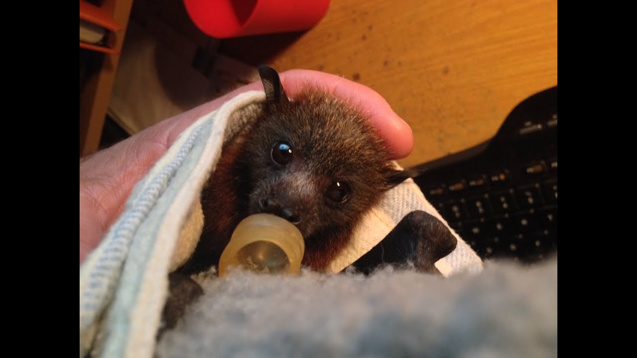 Transporting 14 Grey-Headed Flying-Fox pups. - YouTube