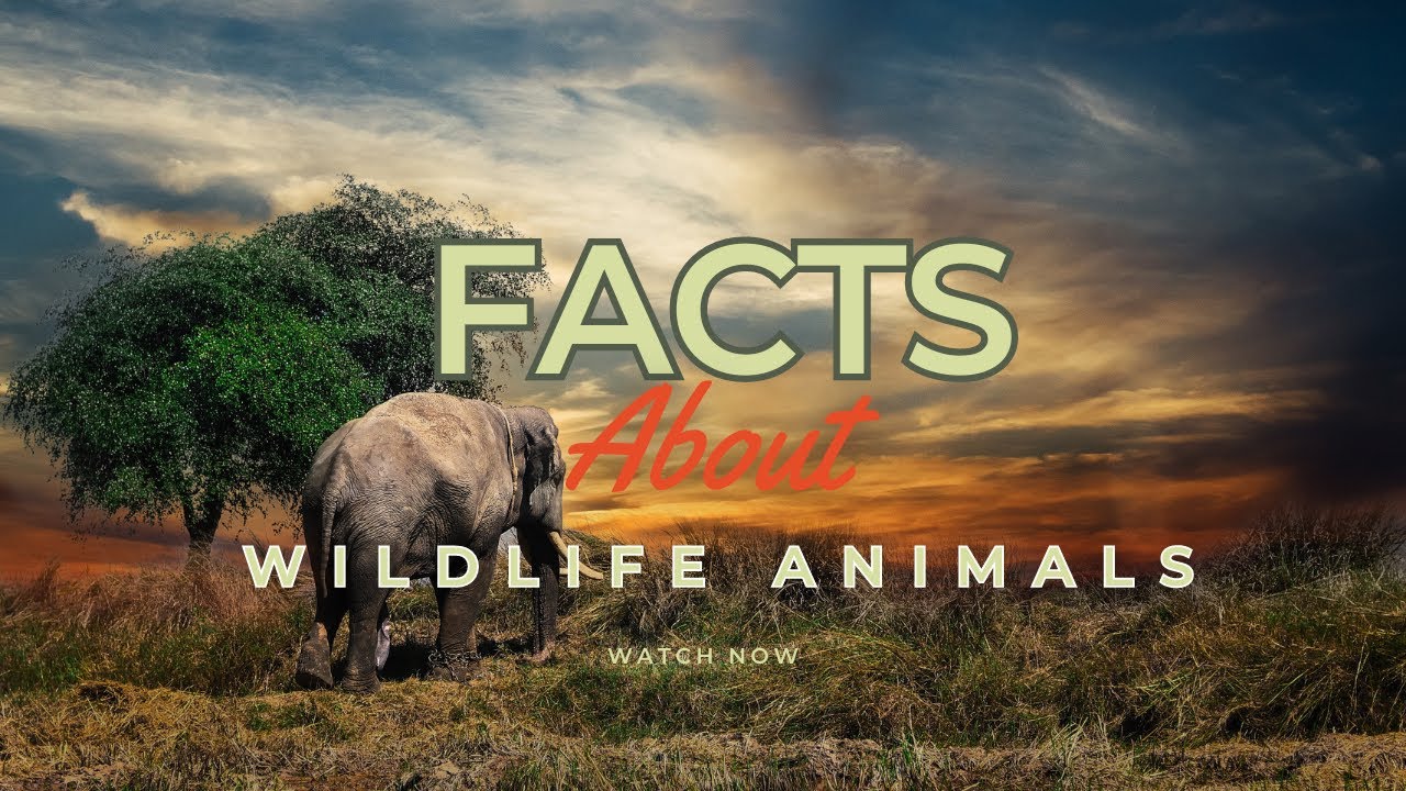 Incredible Facts About Wildlife Animals You Probably Didn't Know - YouTube