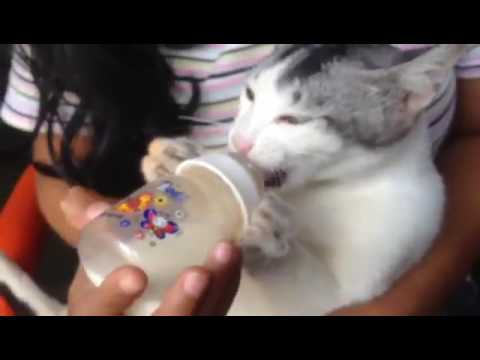 Susu kucing👍