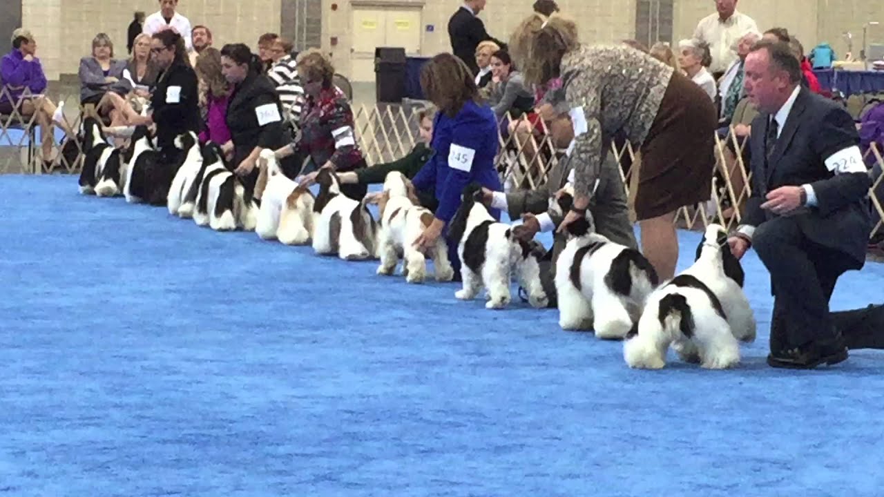 ASC FLUSHING SPANIEL SHOW 2016 BOV - YouTube