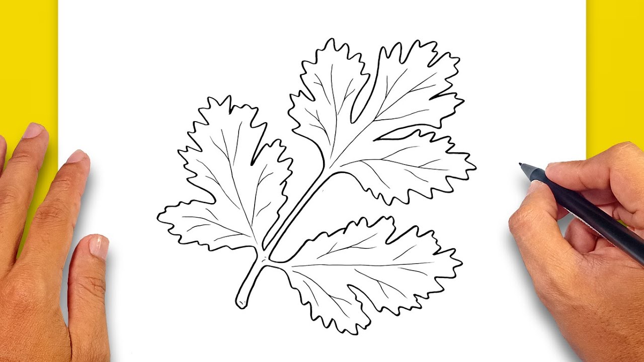 How to draw Coriander - YouTube